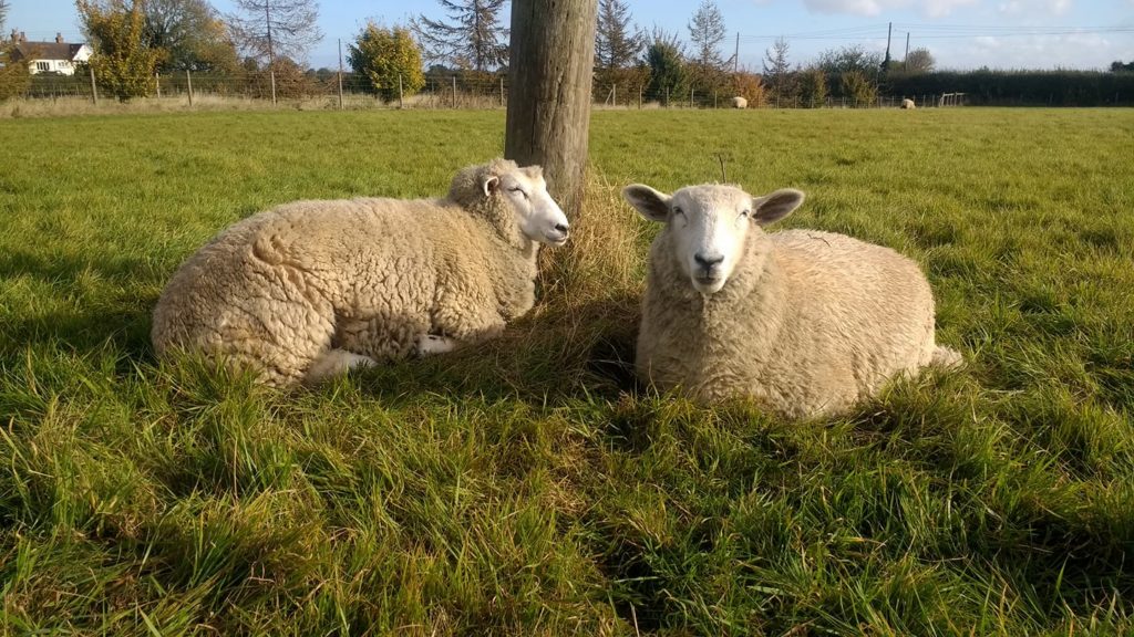 Gallery | Kent Sheep Rescue Sanctuary