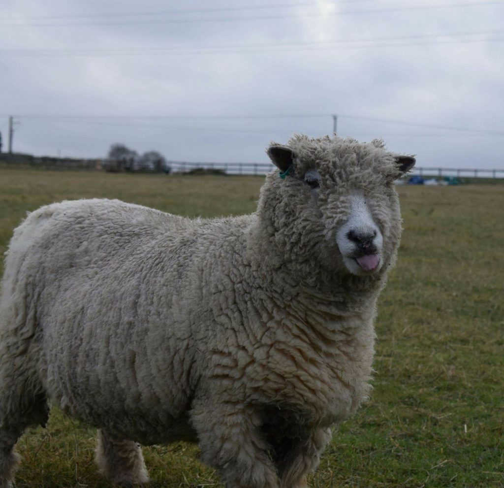 May | Kent Sheep Rescue Sanctuary